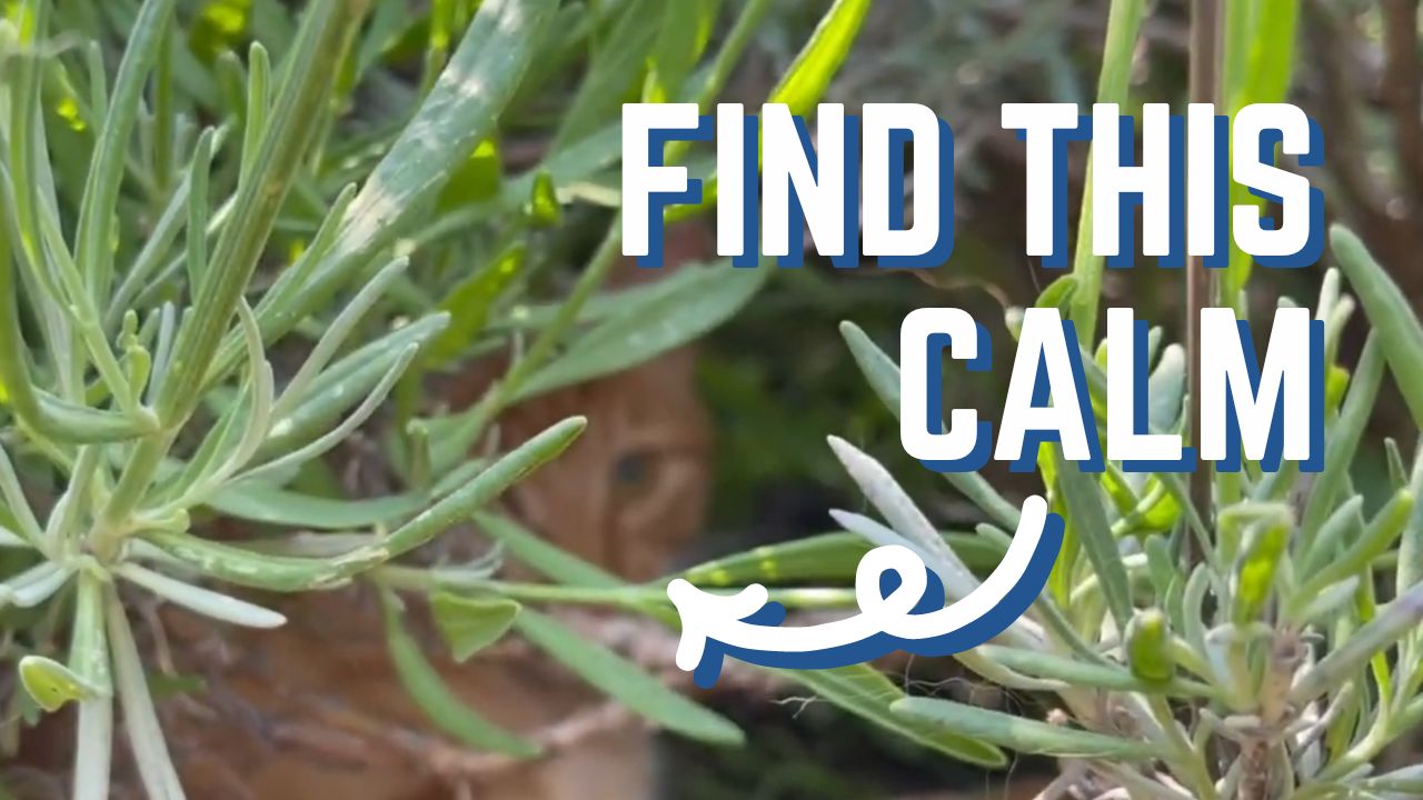 Lavender: Calming Effects & Benefits – Videos – Mother Earth News